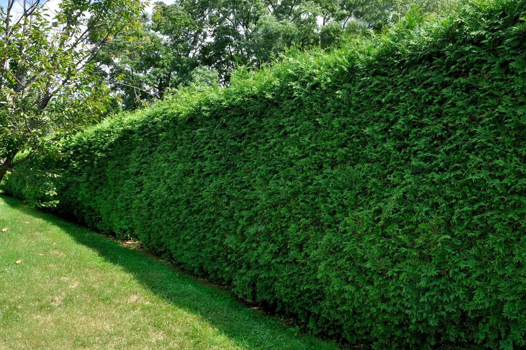 Poda del laurel cerezo: ¿cuándo y cómo hacerla? | STIHL